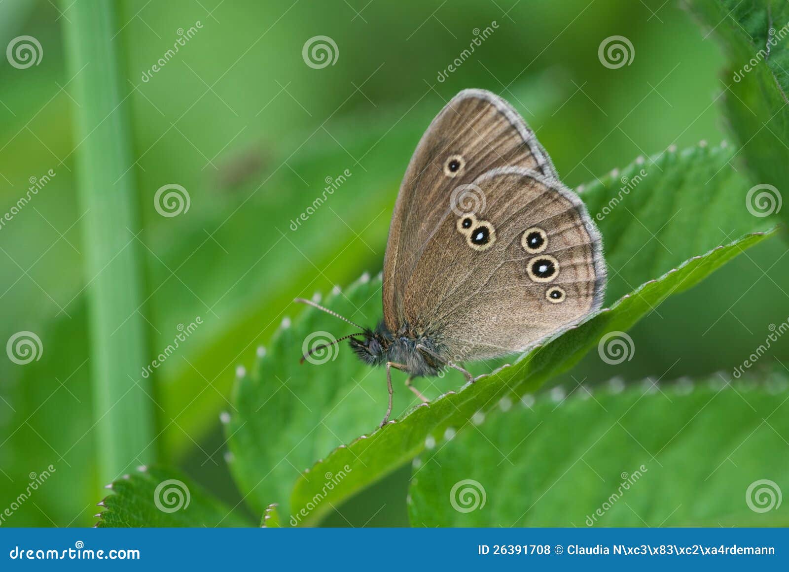 Ringlet butterfly stock photo. Image of macro, hyperantus - 26391708