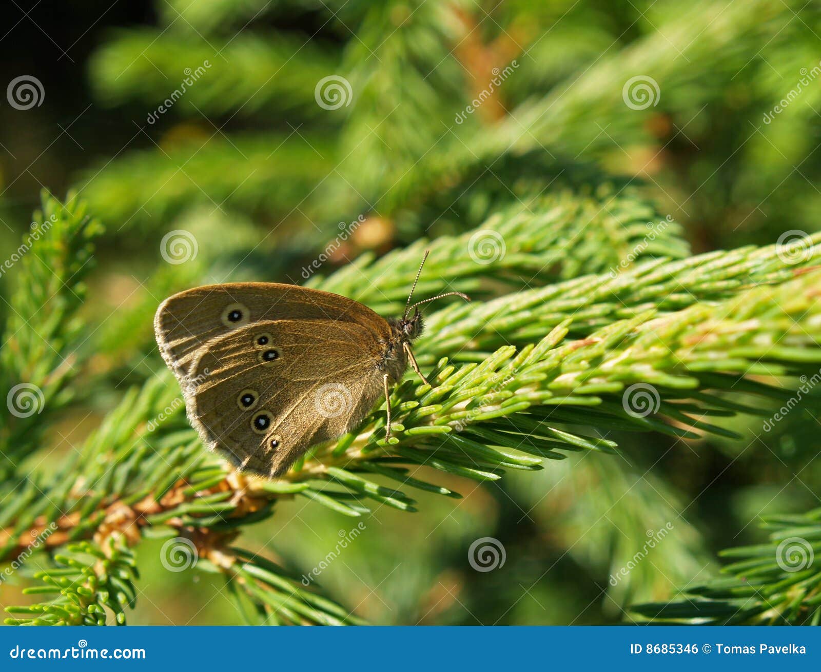 Ringlet butterfly stock photo. Image of macro, spruce - 8685346