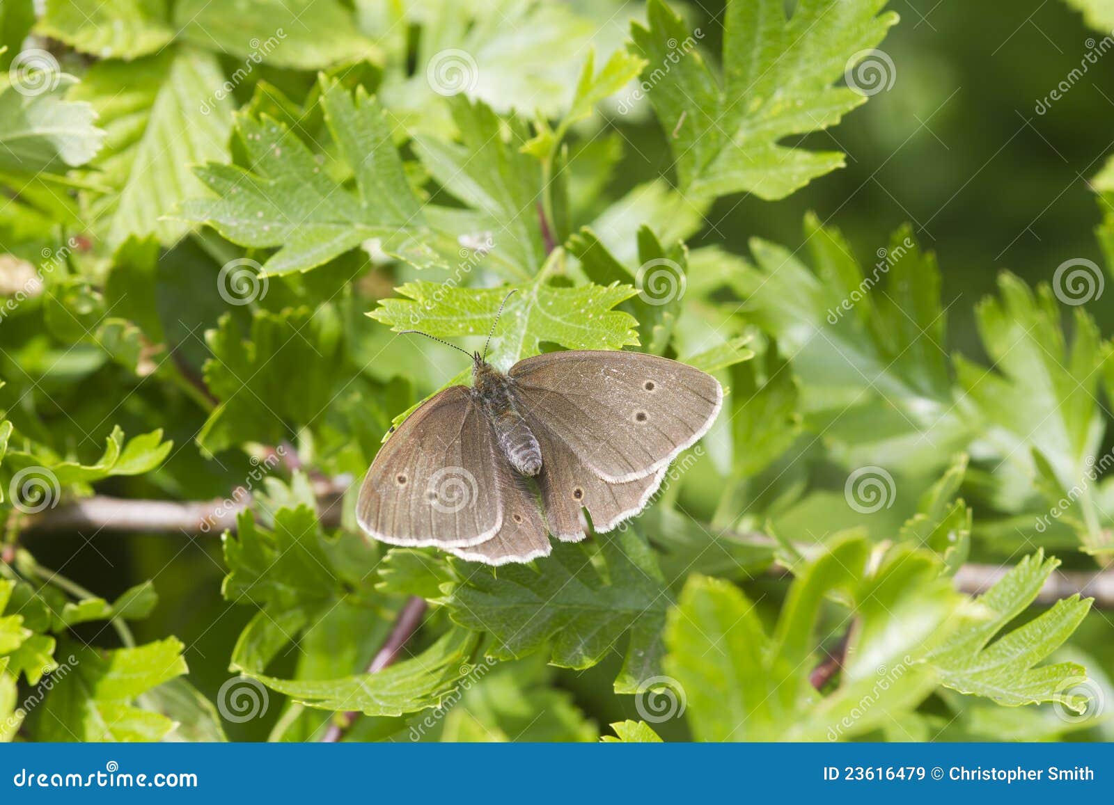 Ringlet Butterfly (Aphantopus Hyperanthus) Stock Image - Image of ...