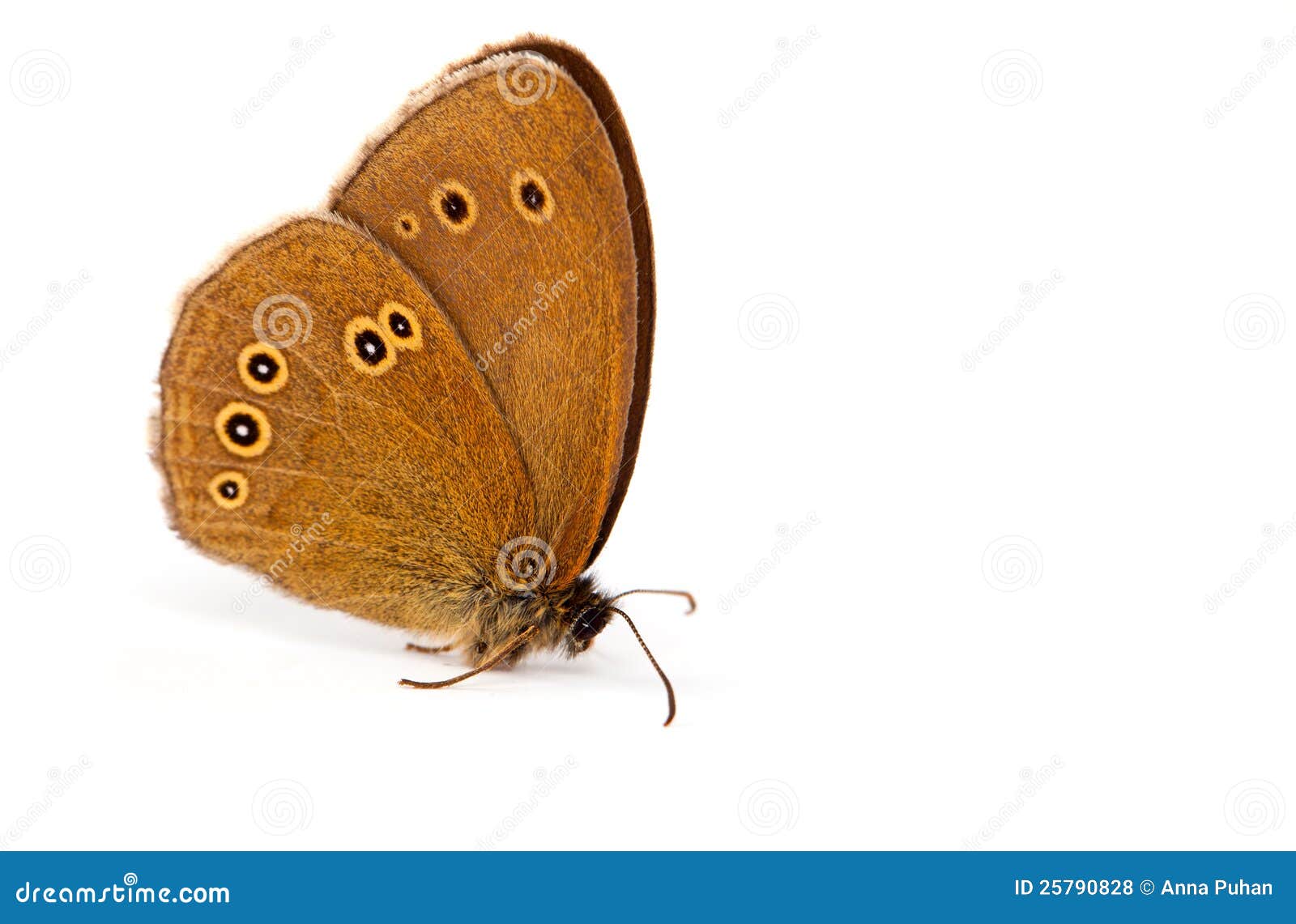 Ringlet Butterfly (Aphantopus Hyperantus) Stock Photo - Image of ...