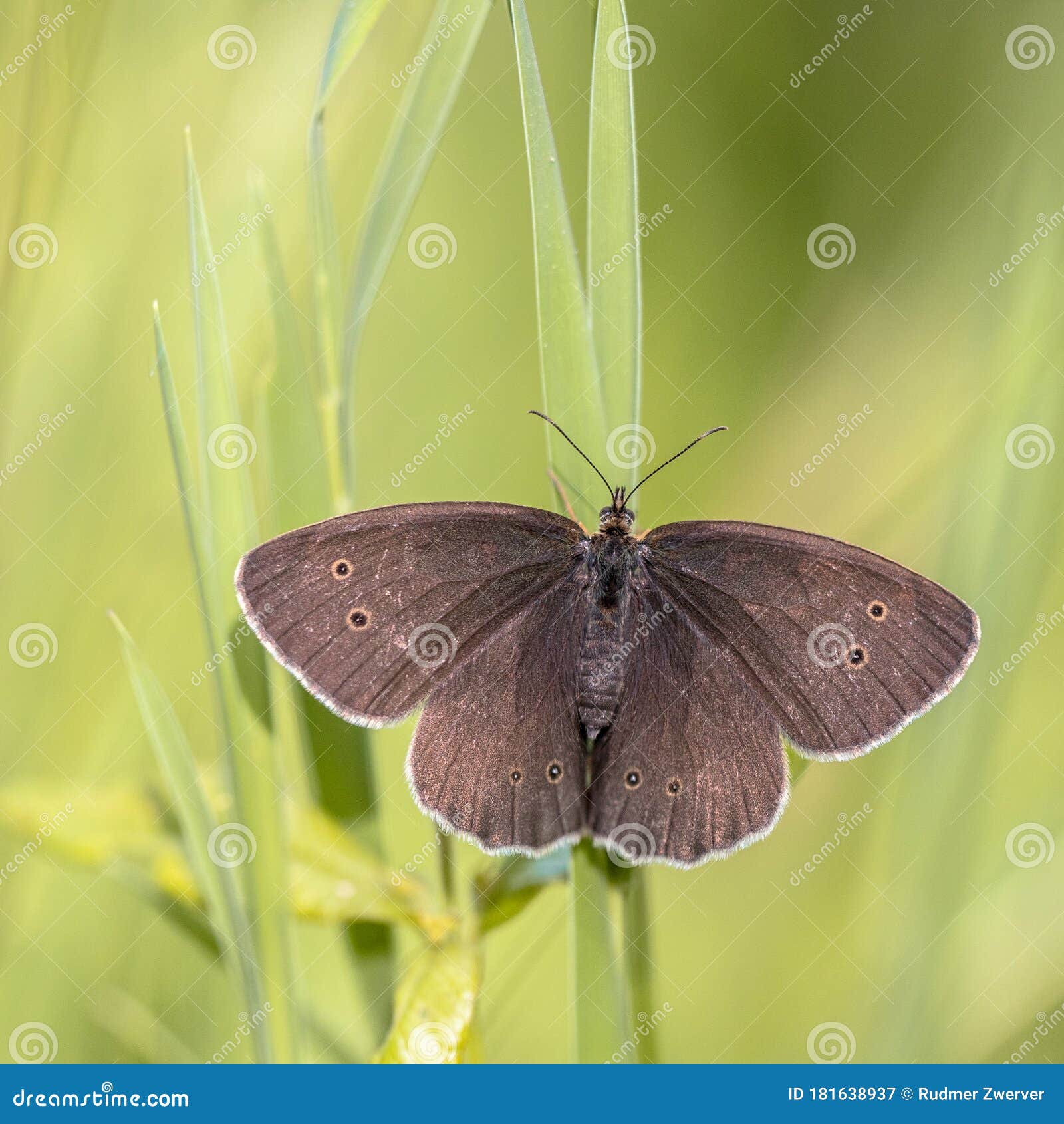 Ringlet butterfly stock image. Image of fauna, beautiful - 181638937