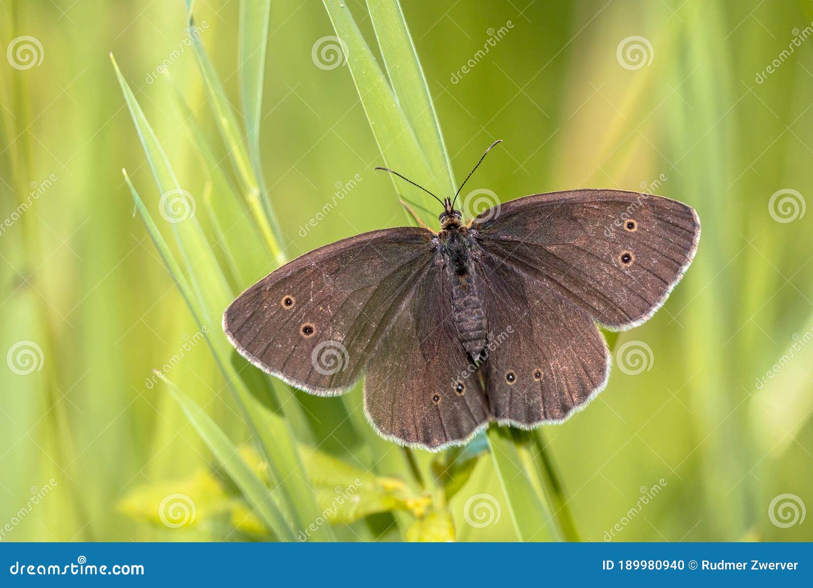 Ringlet butterfly stock photo. Image of hyperantus, europe - 189980940