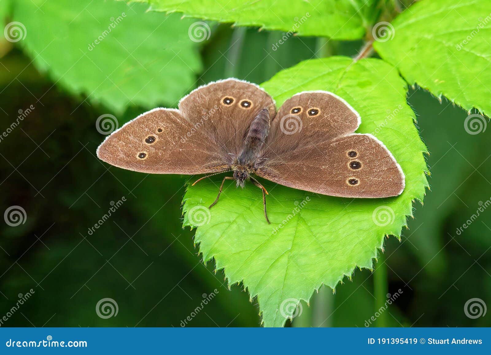 Ringlet Butterfly -Aphantopus Hyperantus Resting on a Nettle Leaf Stock ...