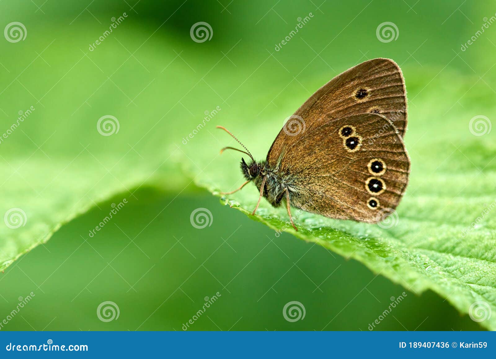 Ringlet Butterfly Aphantopus Hyperantus Stock Photo - Image of beauty ...