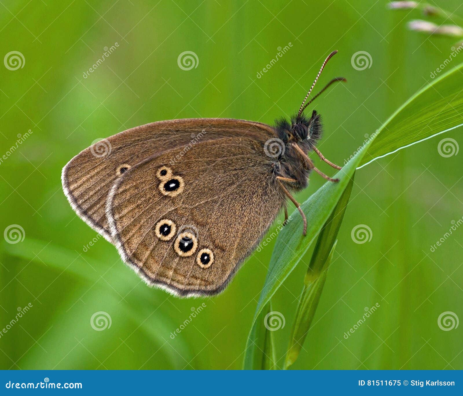 Ringlet Butterfly, Aphantopus Hyperantus Stock Image - Image of beauty ...