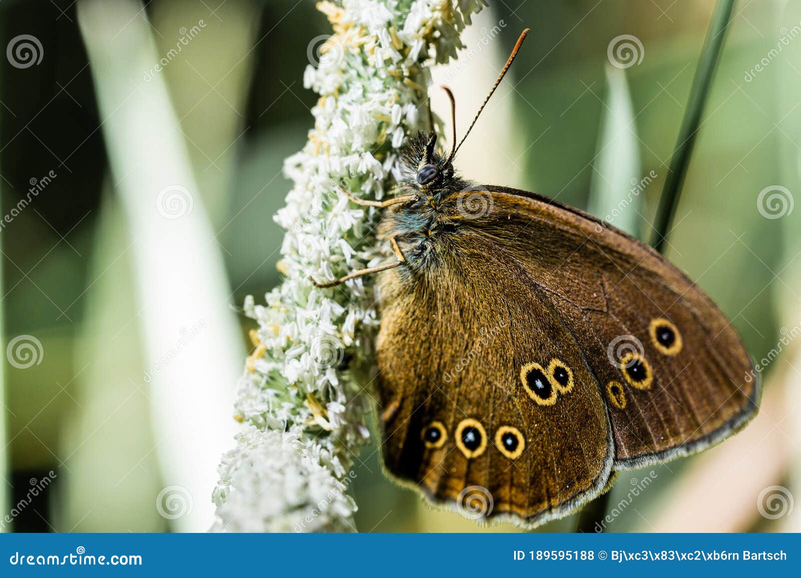 Ringlet Butterfly. Stock Image | CartoonDealer.com #42131689