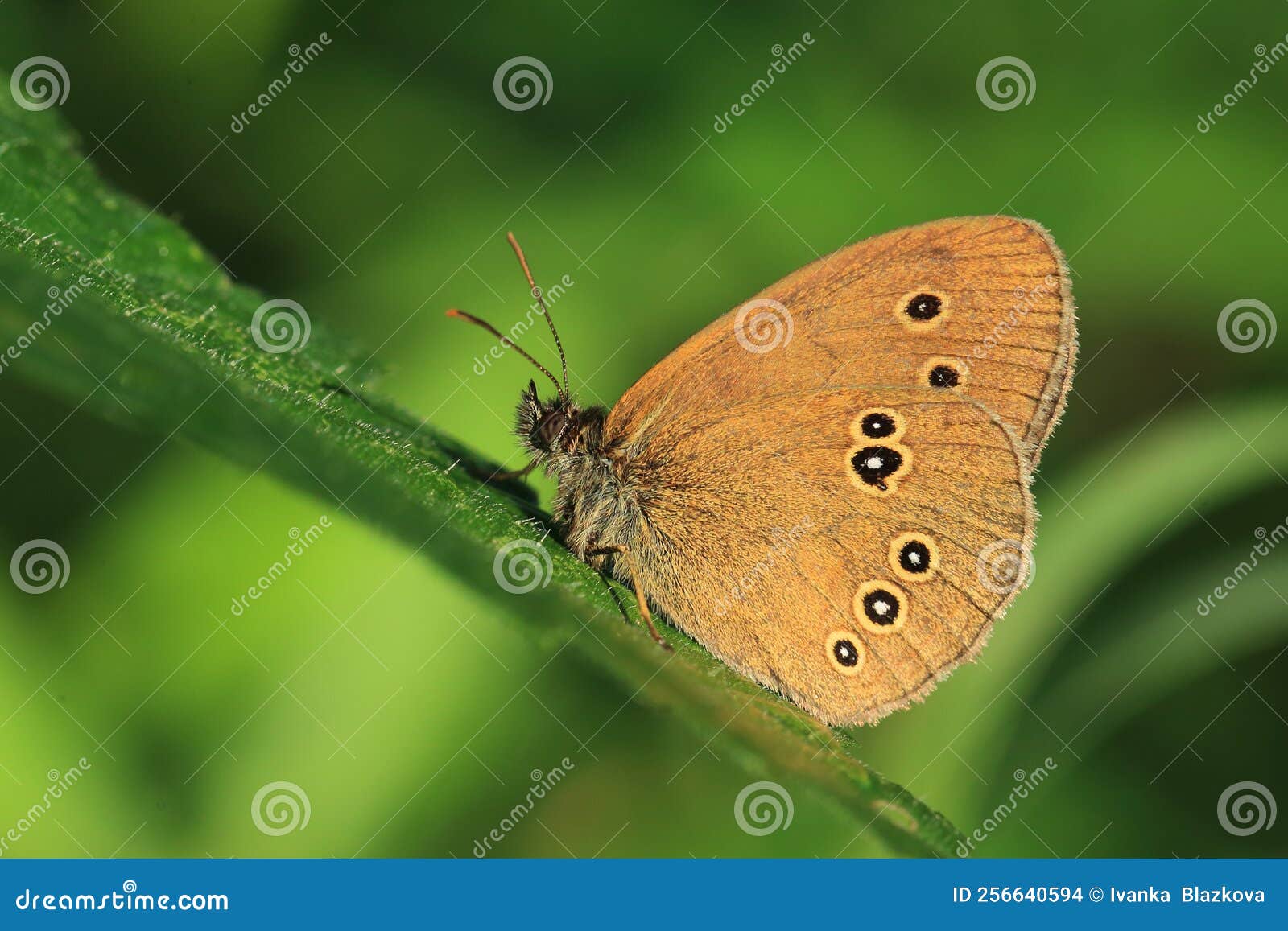 Ringlet butterfly stock photo. Image of aphantopus, insect - 256640594