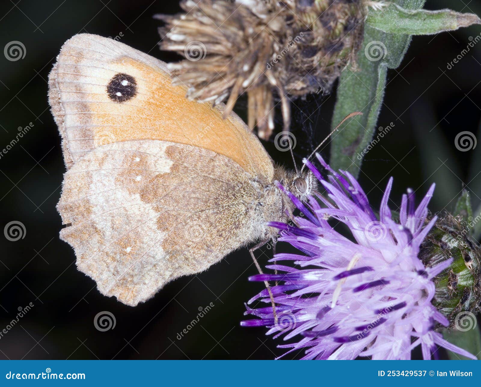 Gatekeeper Butterfly - Pyronia Tithonus Stock Image - Image of plant ...