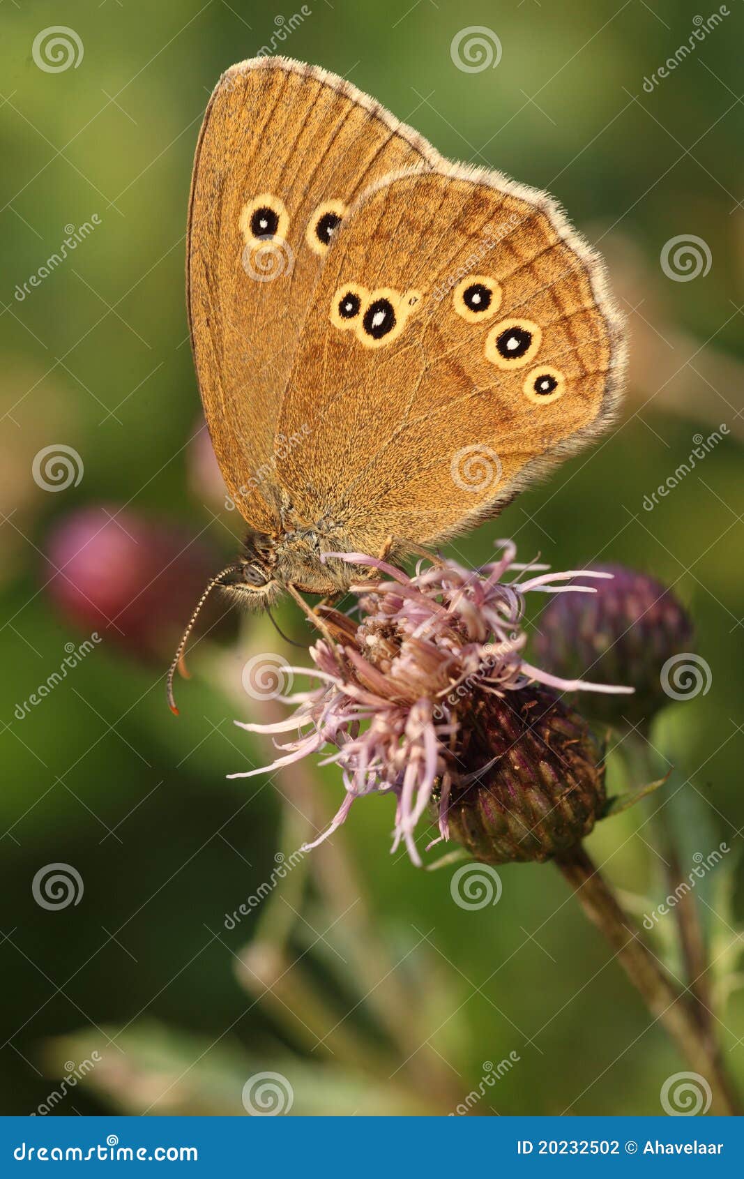 Ringlet Butterfly on Thistle Stock Photo - Image of wildlife, nature ...