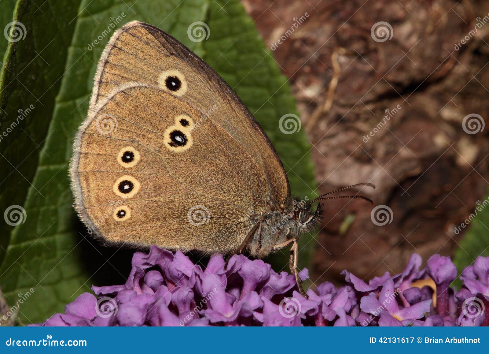 Ringlet butterfly. stock image. Image of brown, ringlets - 42131617