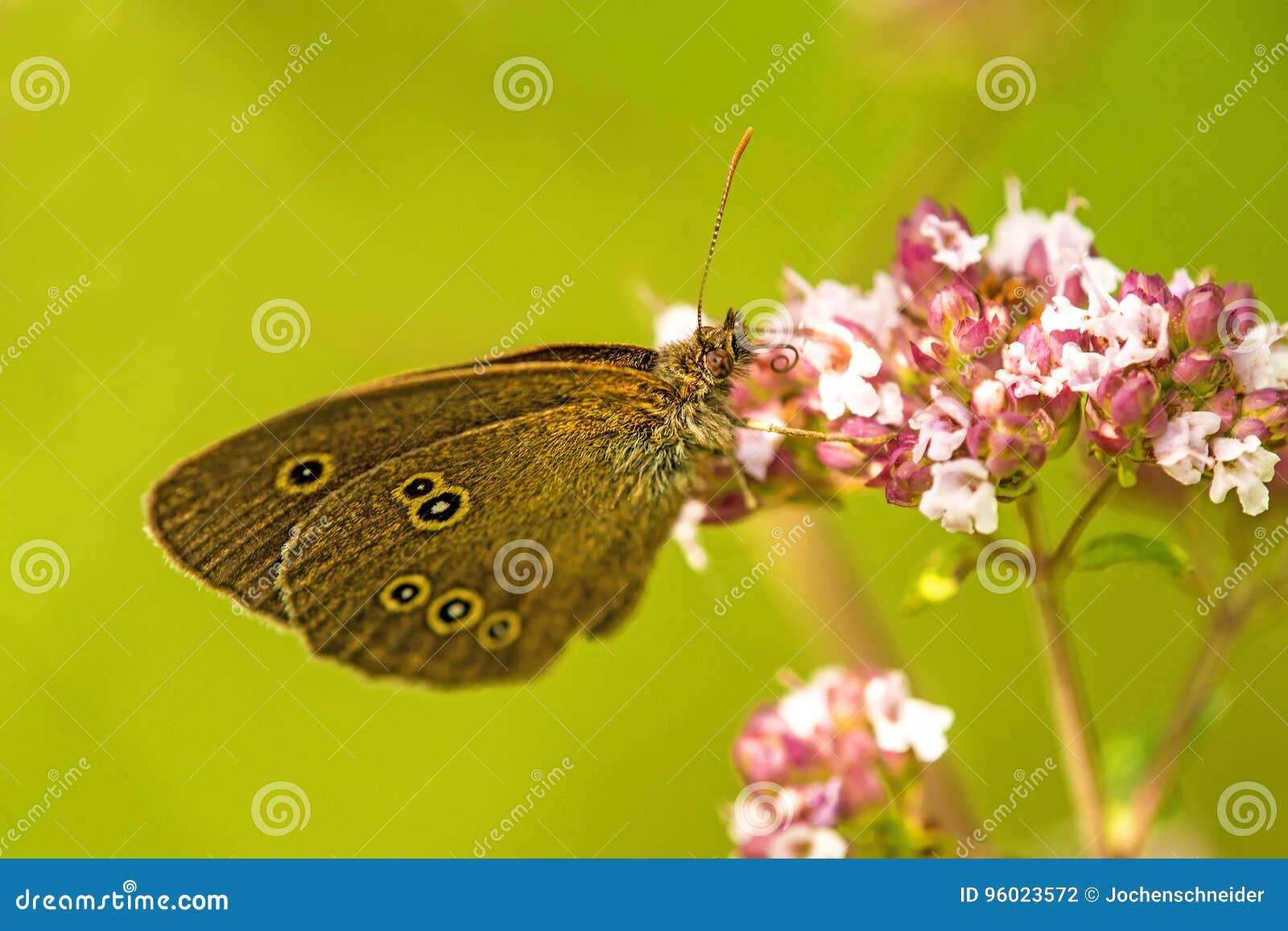 Ringlet on a Flower of Oregano Stock Photo - Image of nymphalidae ...