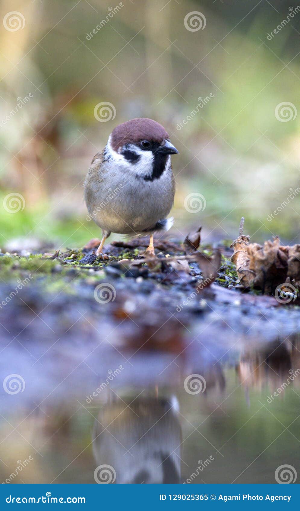 Ringmus, Eurasian Tree Sparrow, Passer Montanus Stock Image - Image of ...