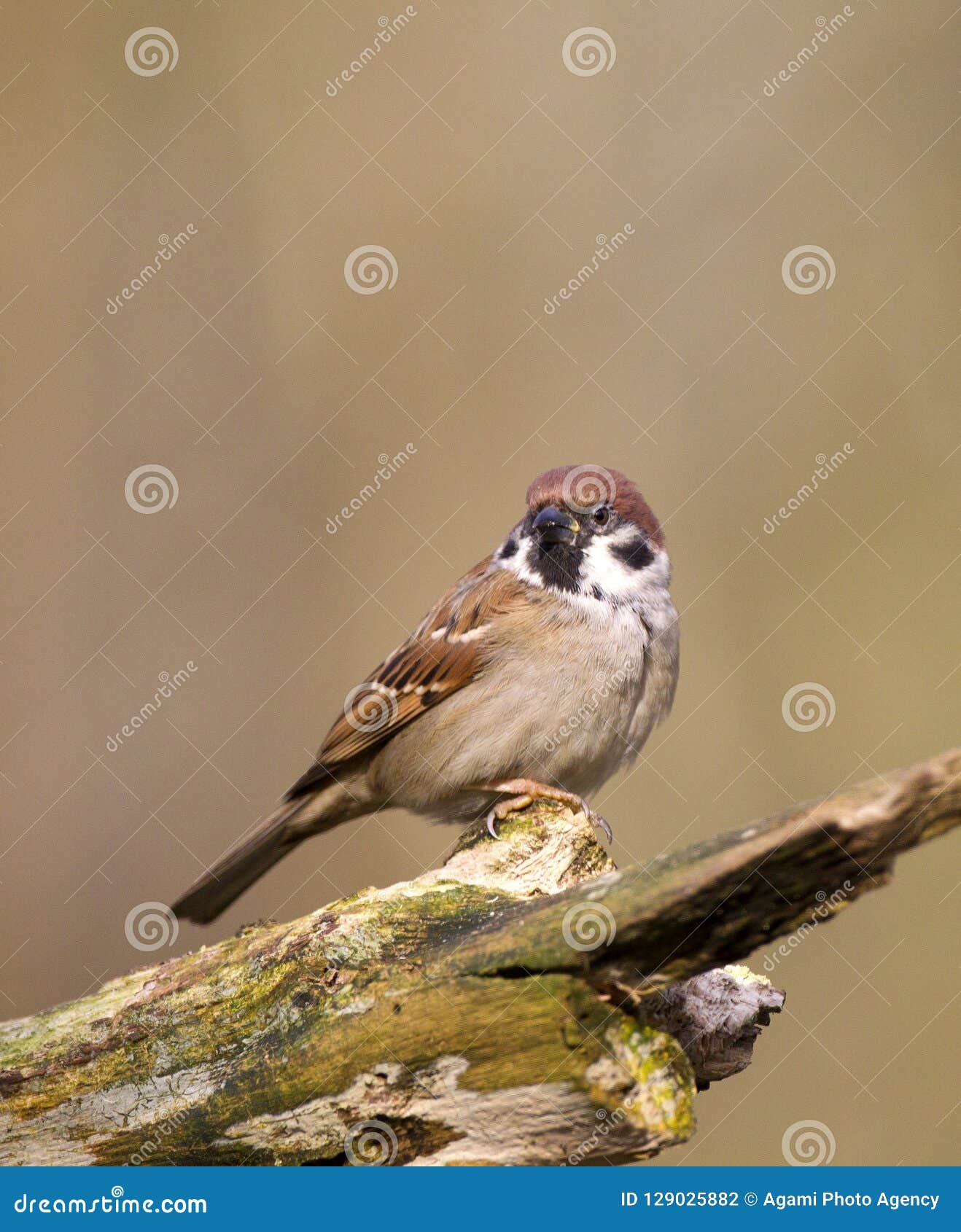 Ringmus, Eurasian Tree Sparrow, Passer Montanus Stock Photo - Image of ...