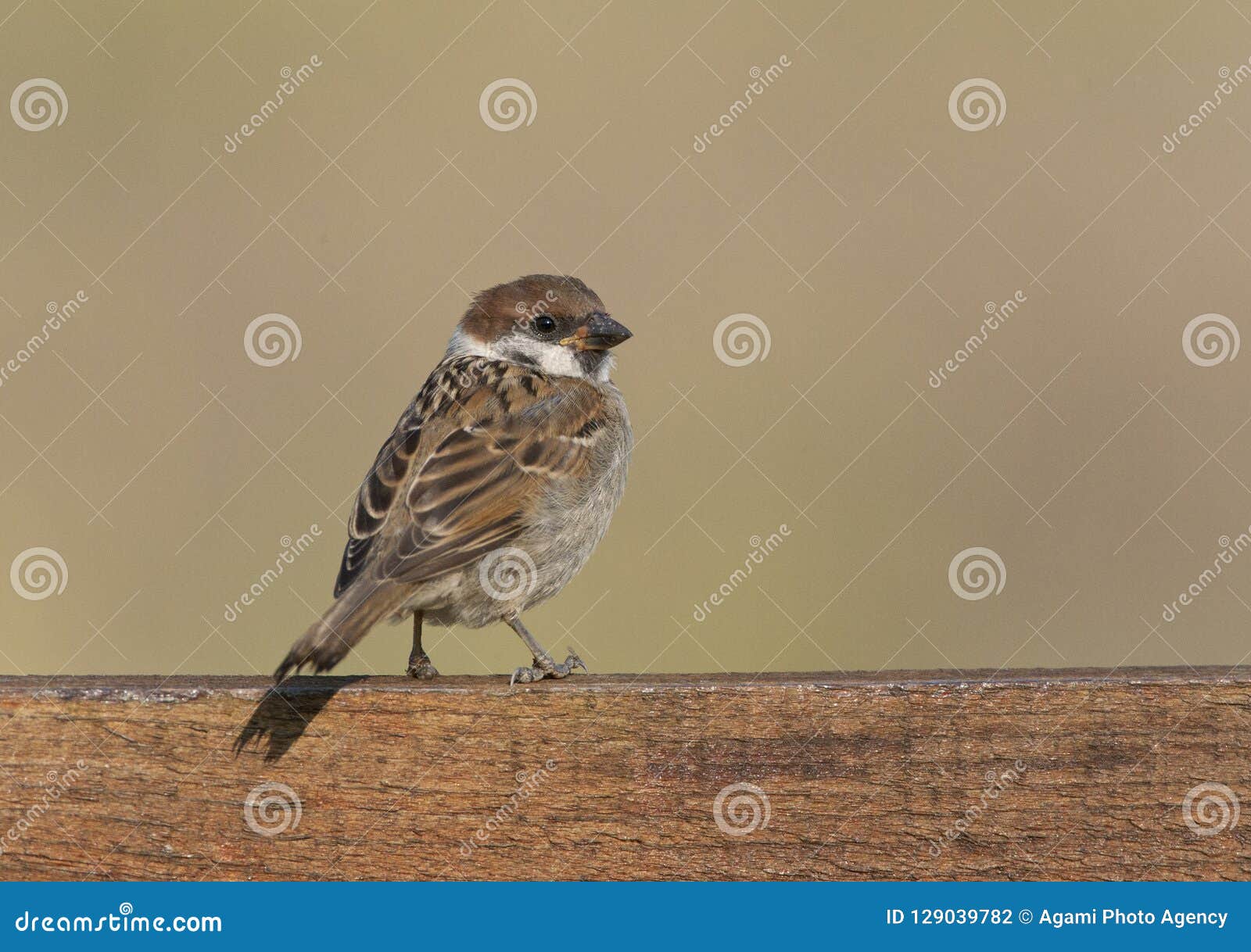 Ringmus, Eurasian Tree Sparrow, Passer Montanus Stock Photo - Image of ...