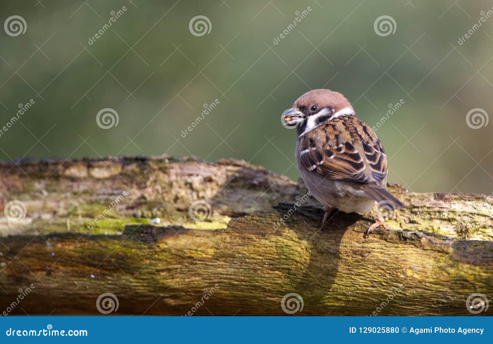 Ringmus, Eurasian Tree Sparrow, Passer Montanus Stock Photo - Image of ...