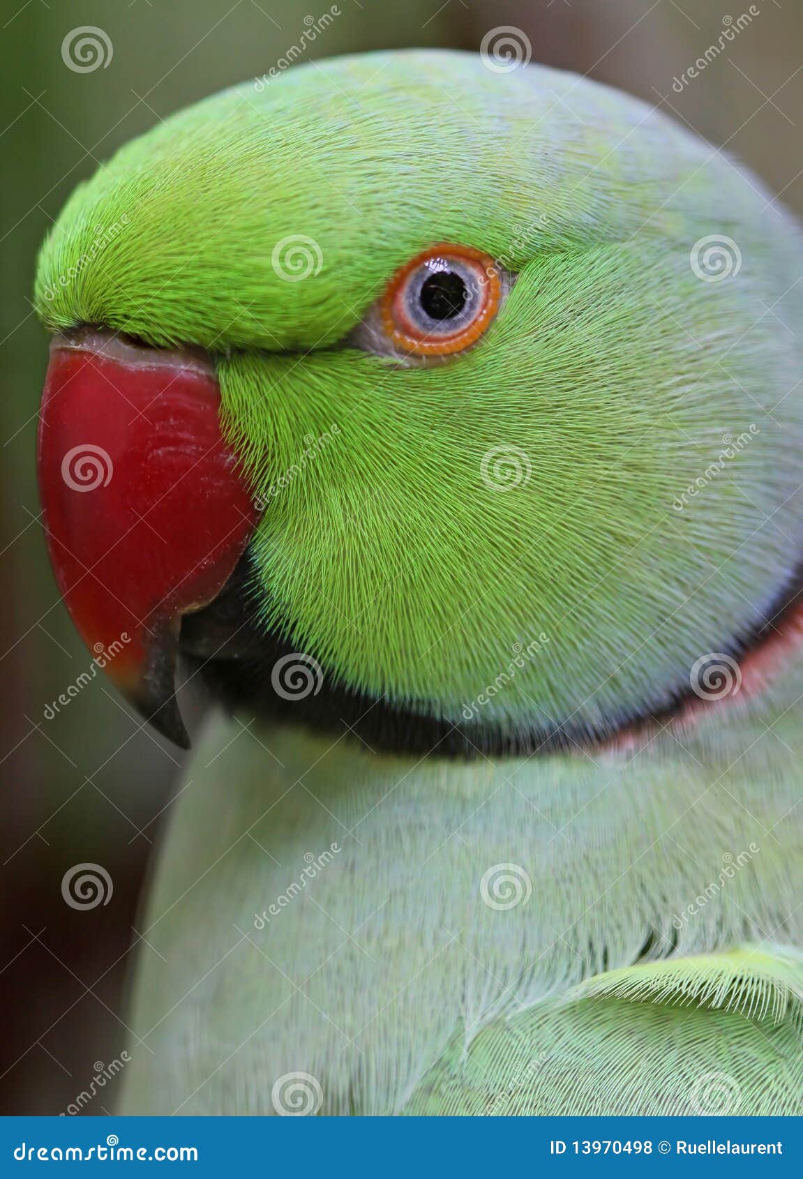 Ringneck stock photo. Image of macro, close, portrait - 13970498