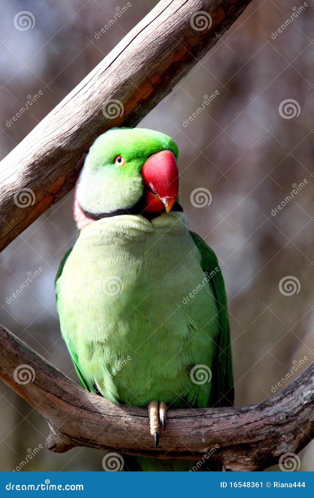 A Young Ringneck Snake Stock Photo | CartoonDealer.com #56708034