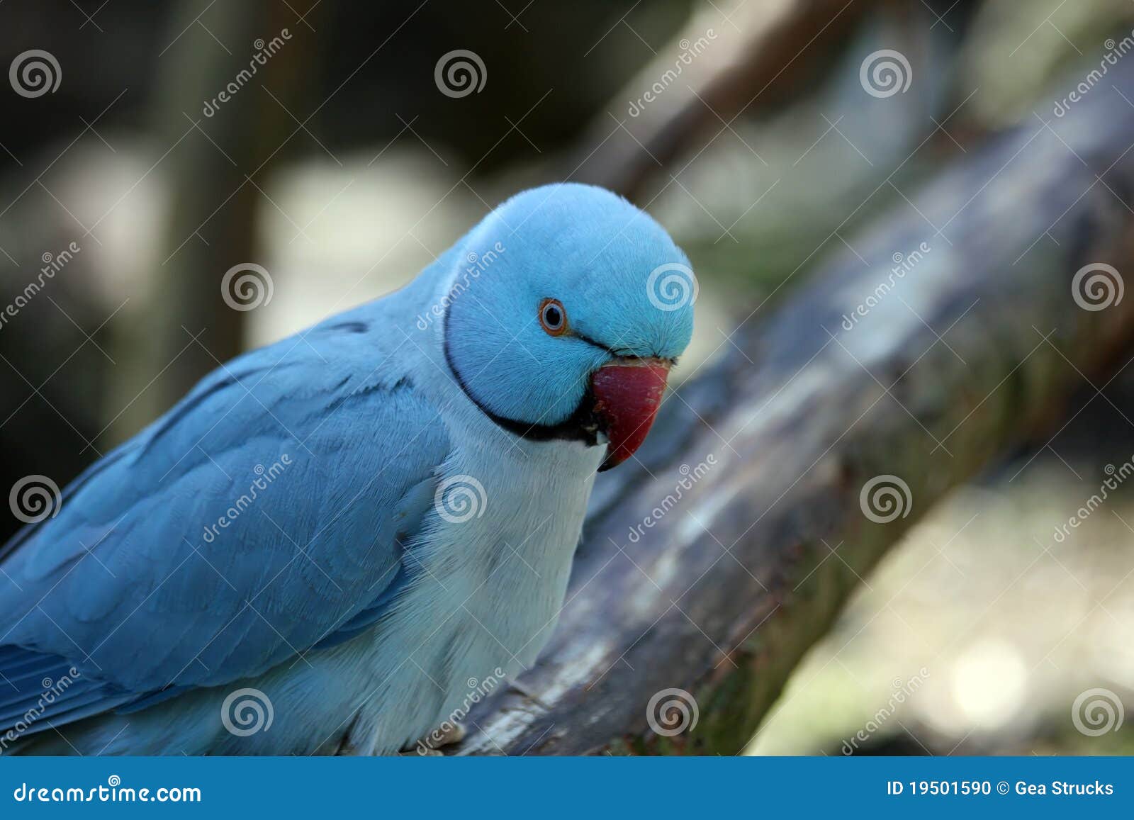 Ringneck parakeet stock photo. Image of parakeet, animals - 19501590