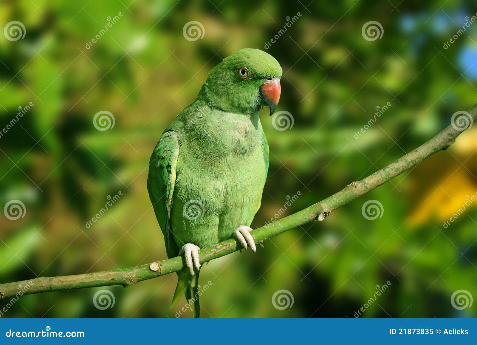 Ringneck Parakeet stock image. Image of nose, green, honduras - 21873835