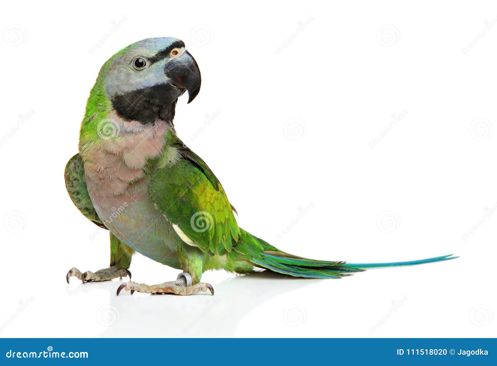 Ringneck Parakeet on a White Background Stock Photo - Image of feather ...