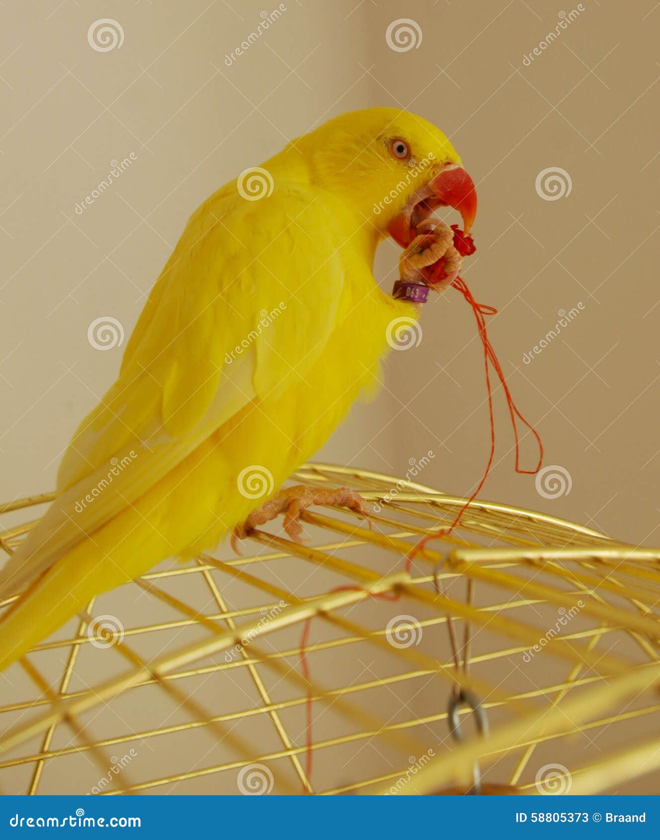 Ringneck Parrot Eating a Chili Stock Image - Image of cage, psittacula ...