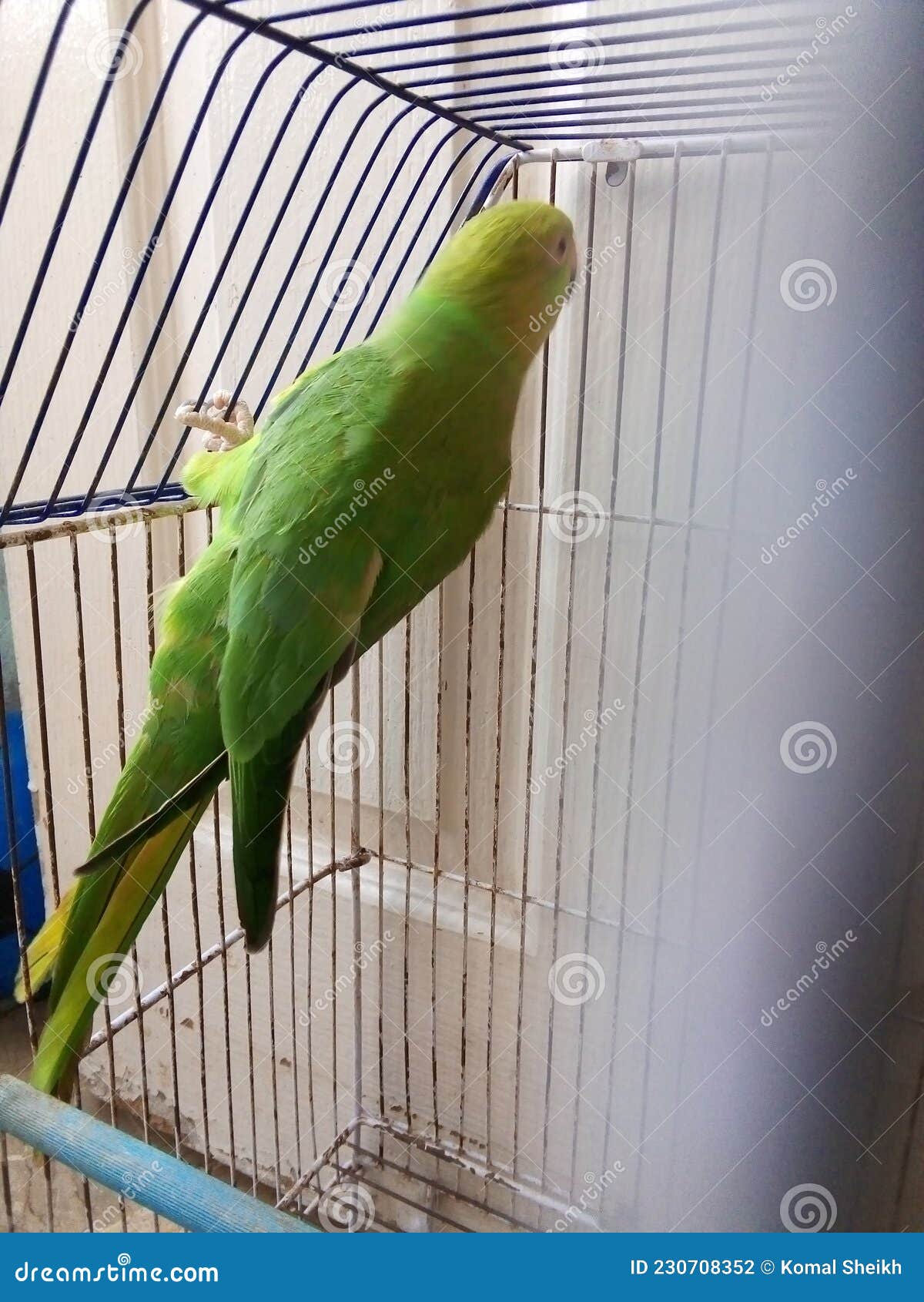 Ringneck parrot green bird stock photo. Image of beak - 230708352