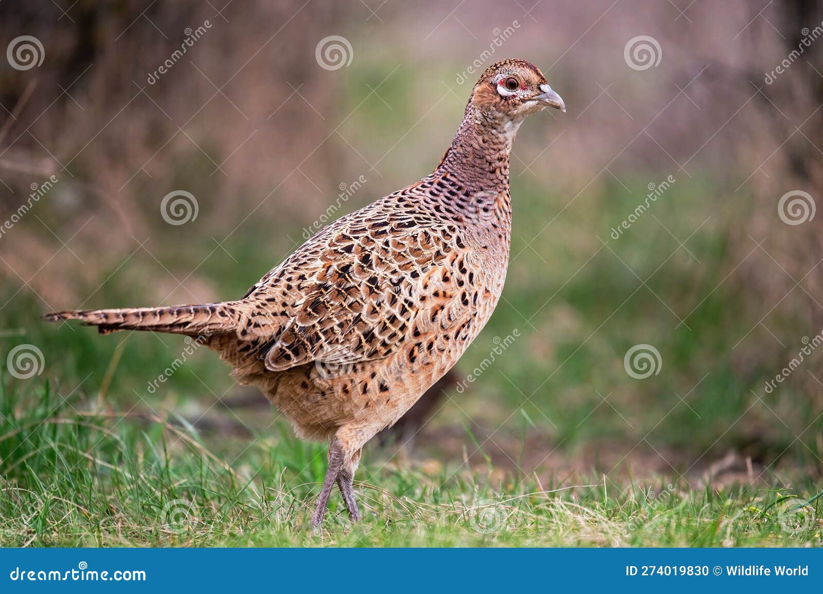 Ringneck Pheasant, Phasianus Colchicus in the Habitat Stock Photo ...