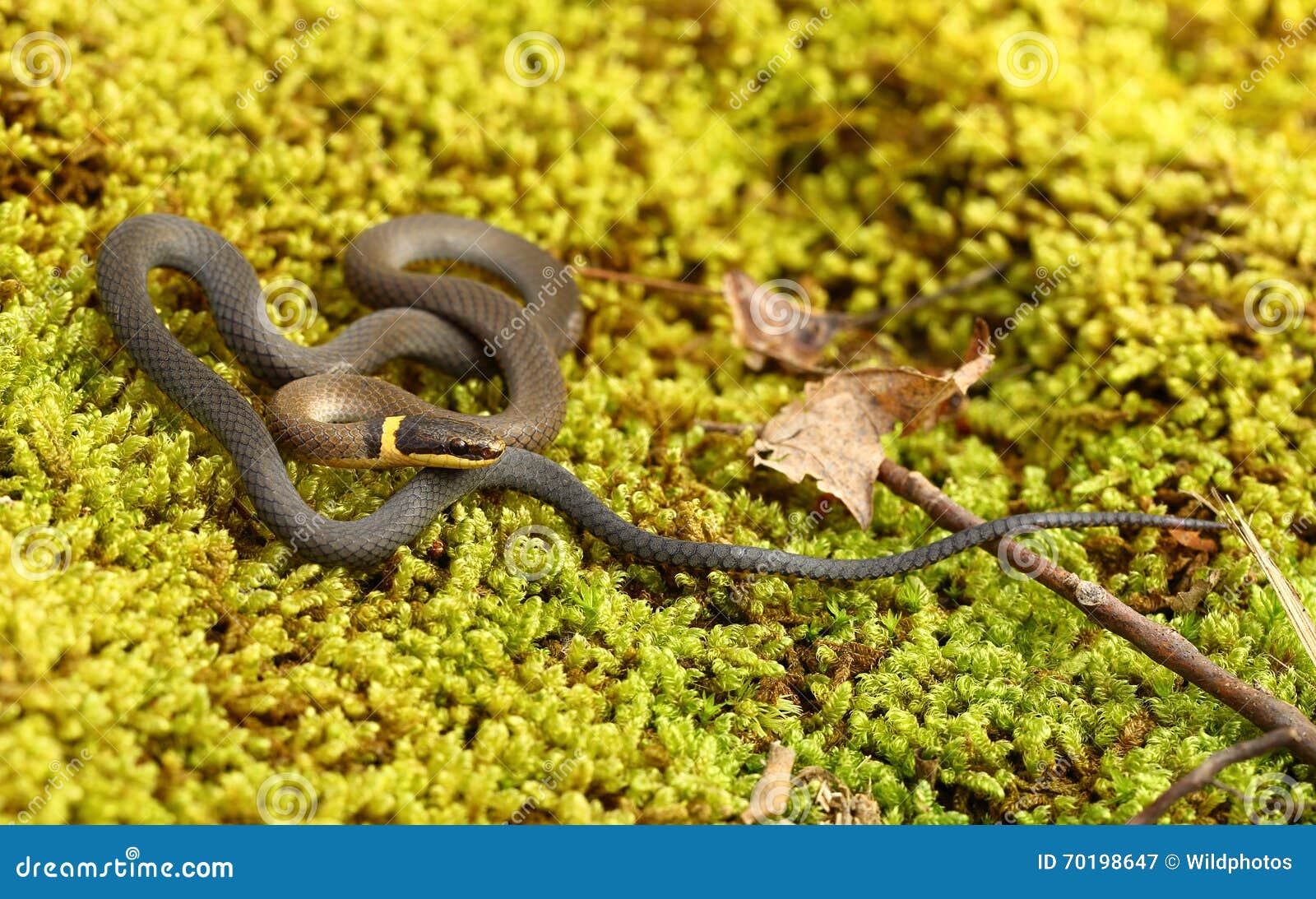 Ringneck Snake stock image. Image of colorful, scale - 70198647