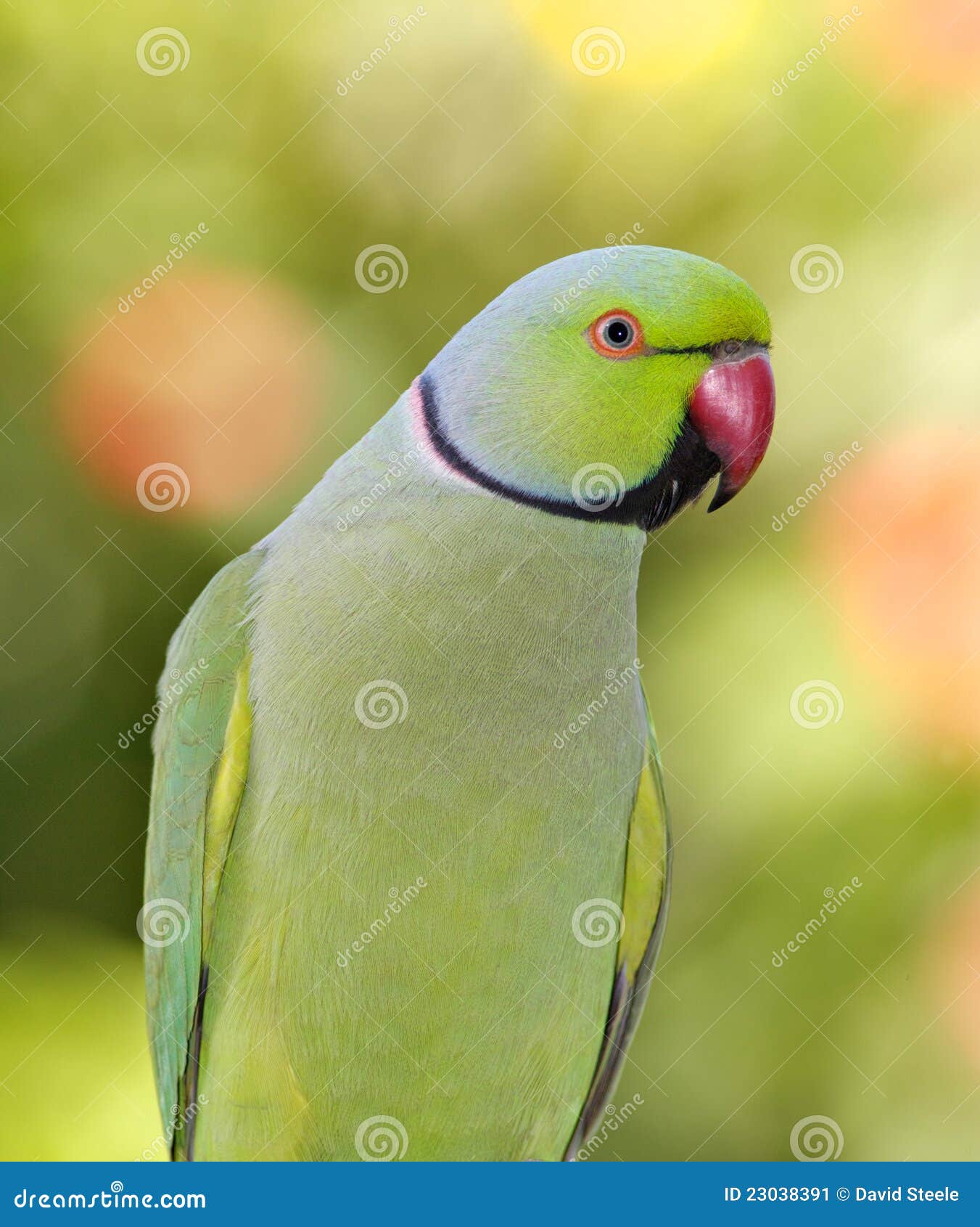 Ringnecked Parakeet stock image. Image of nature, arab - 23038391