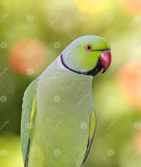 Ringnecked Parakeet stock image. Image of nature, arab - 23038391