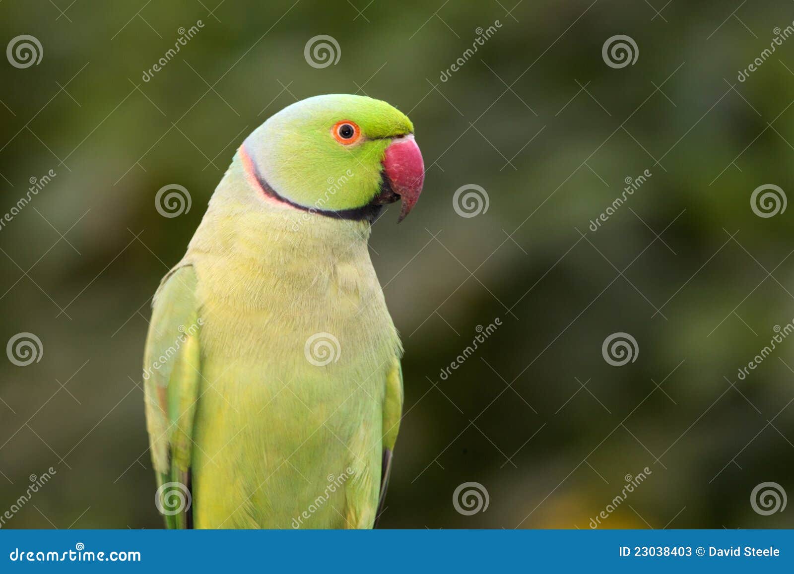 Indian Ringnecked Parakeet Royalty-Free Stock Photo | CartoonDealer.com ...