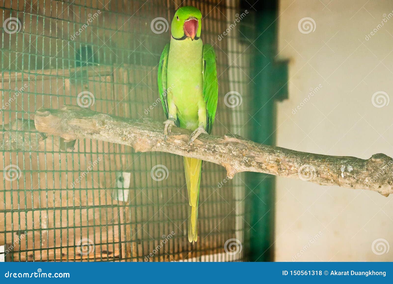 Ringnecked Parakeet in the Zoo Stock Photo - Image of birdlife, grain ...
