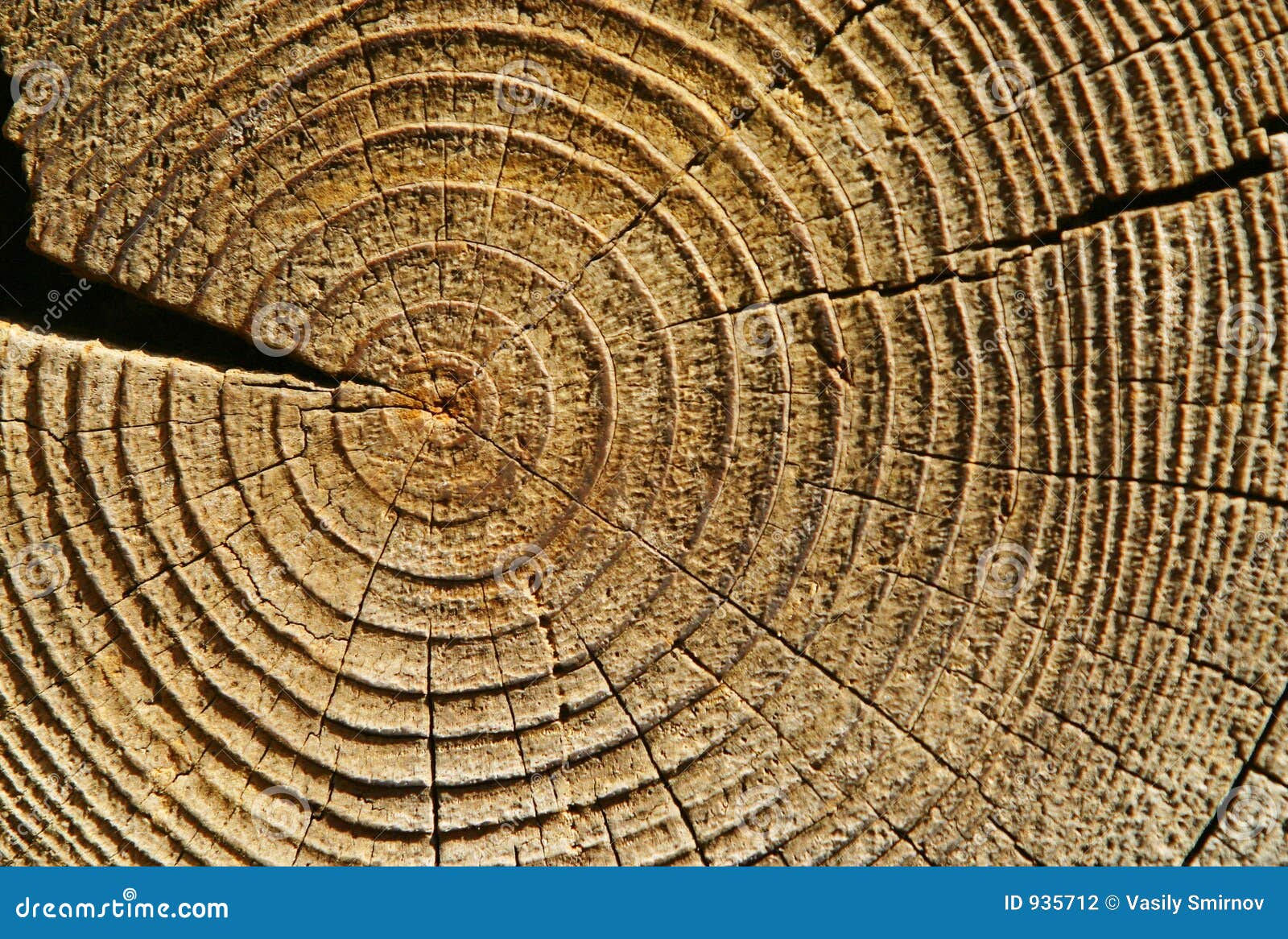 Rings of age stock photo. Image of life, woodcutter, death - 935712