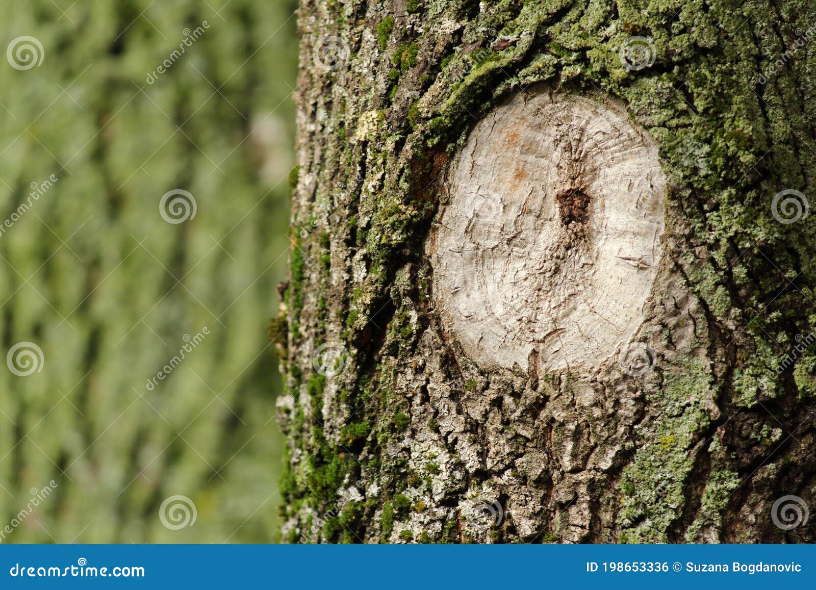 Rings and bark on the tree stock photo. Image of rings - 198653336