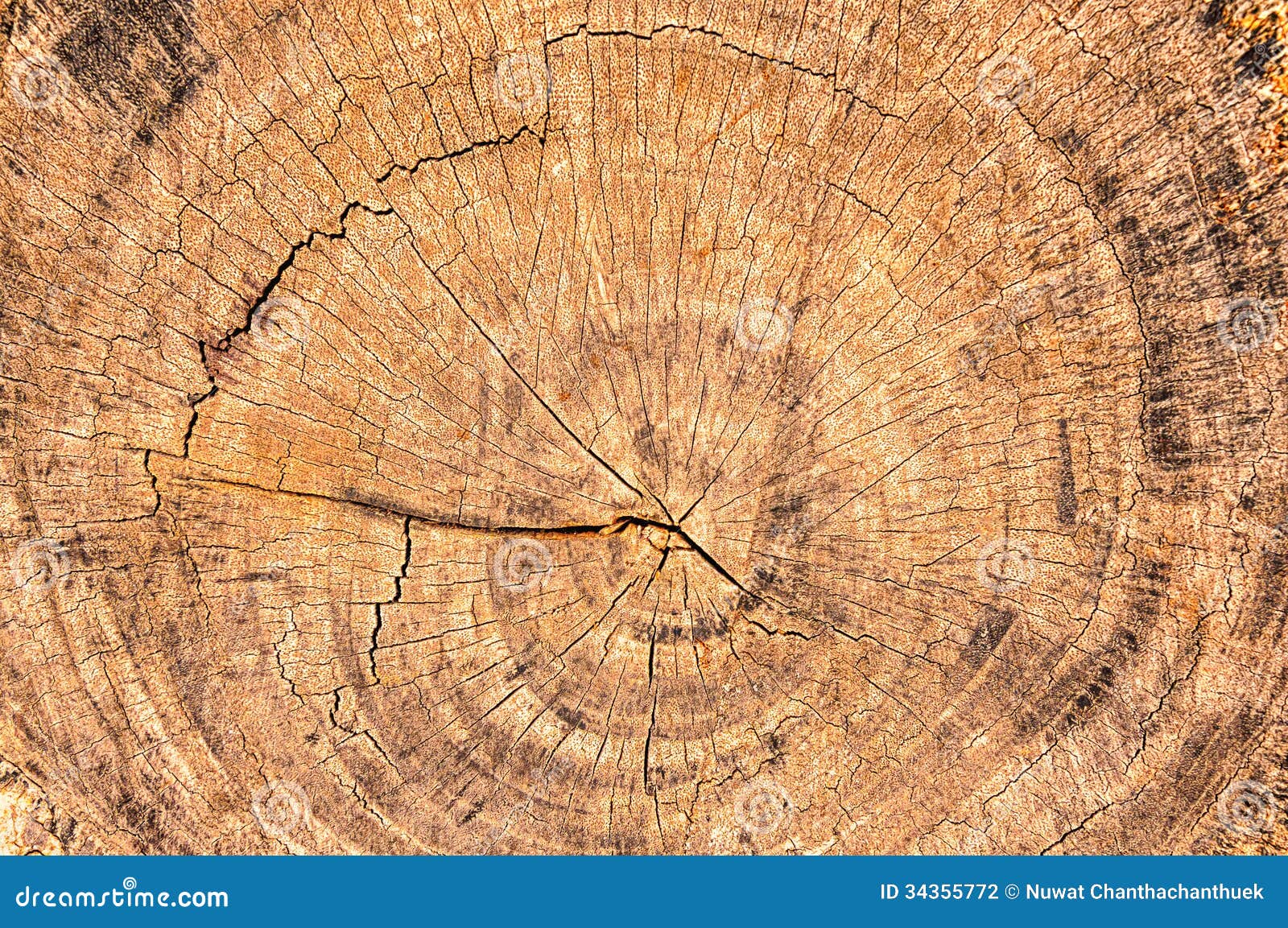 Rings of a cut tree stock photo. Image of frame, ring - 34355772