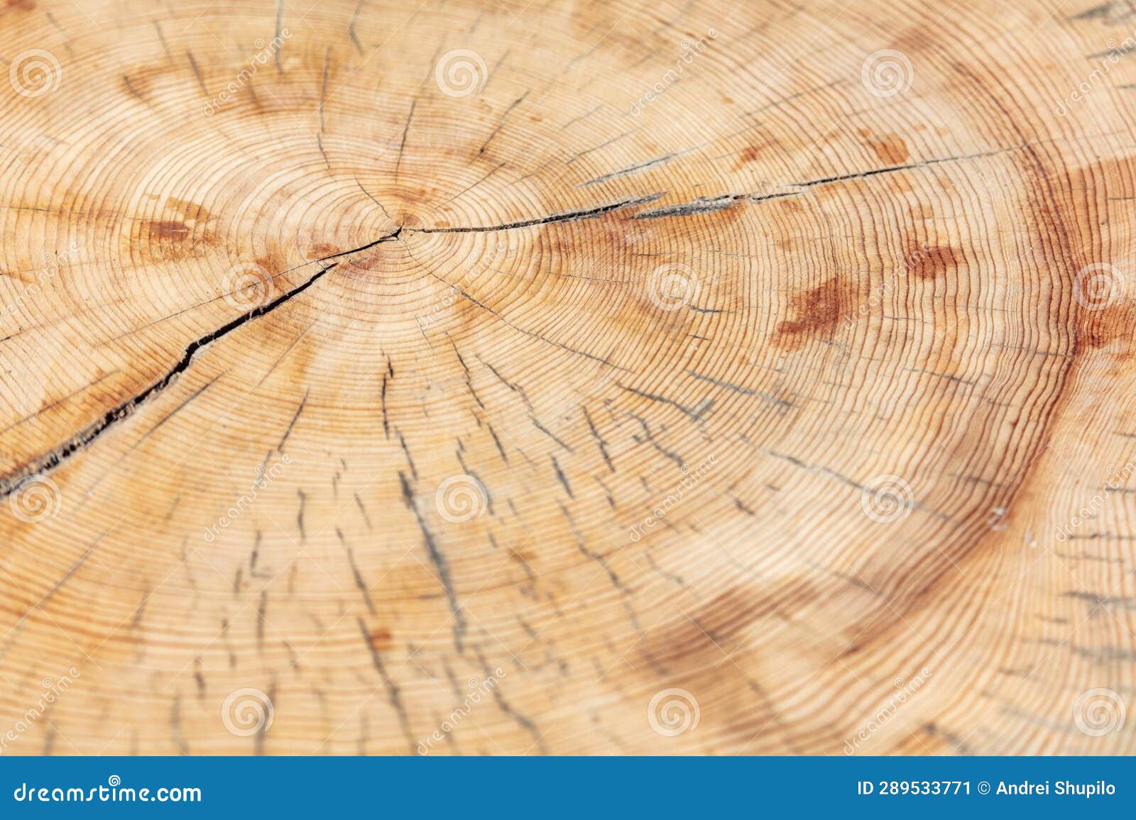 Rings on a Cut of a Tree Stump As a Background Stock Image - Image of ...