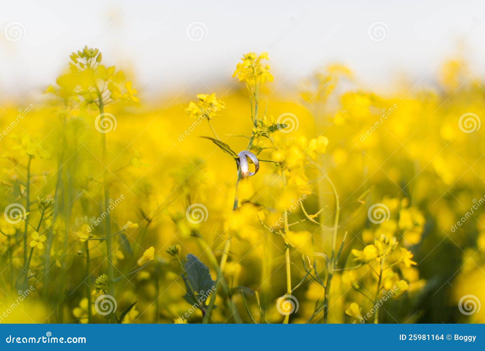 Rings in the field stock photo. Image of flowers, beautiful - 25981164