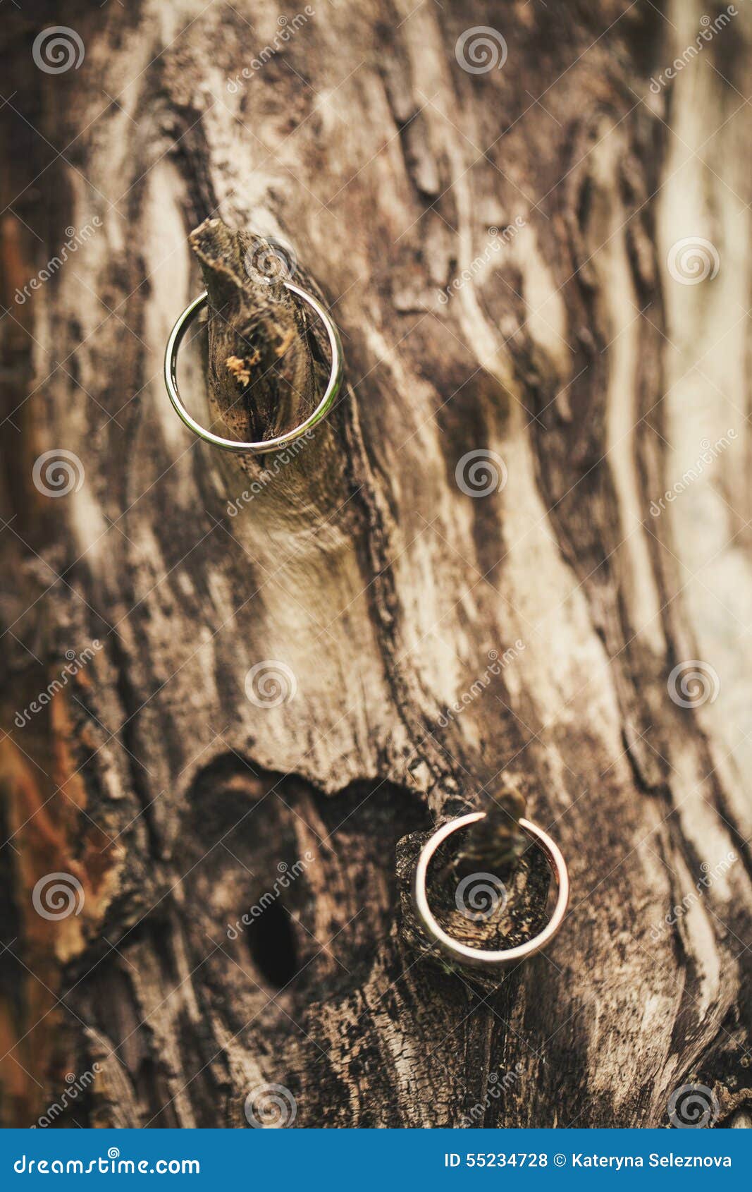 Rings hang on the tree stock photo. Image of eternity - 55234728