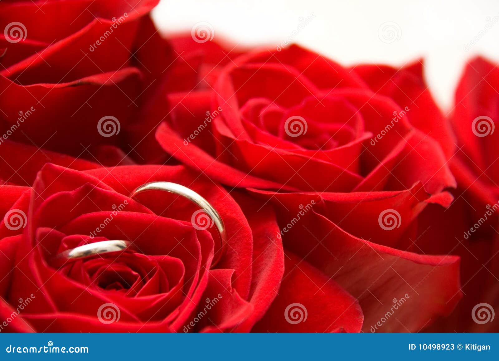 Rings inside of Red Rose stock image. Image of agreement - 10498923