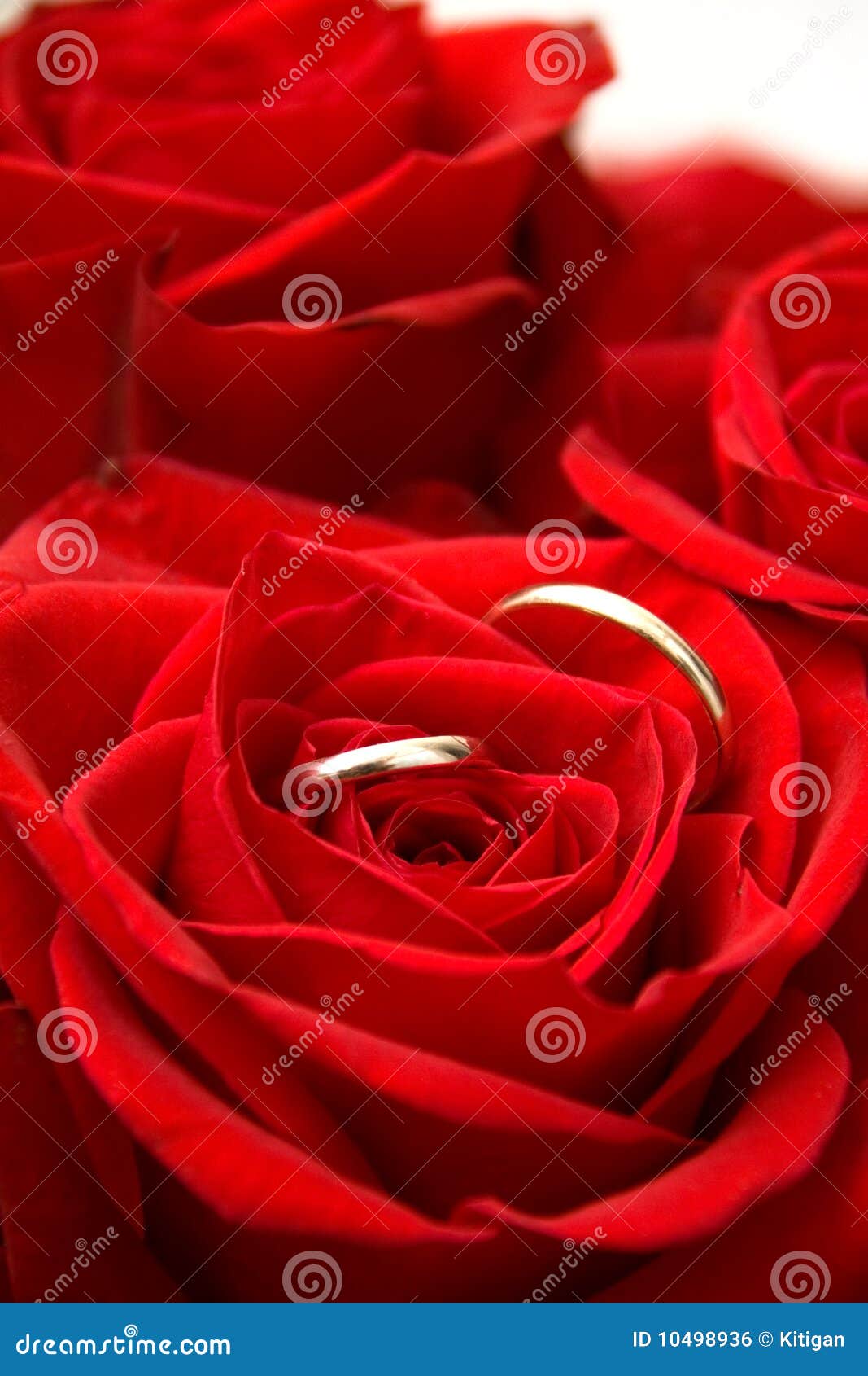 Rings inside of Red Rose stock photo. Image of gold, open - 10498936