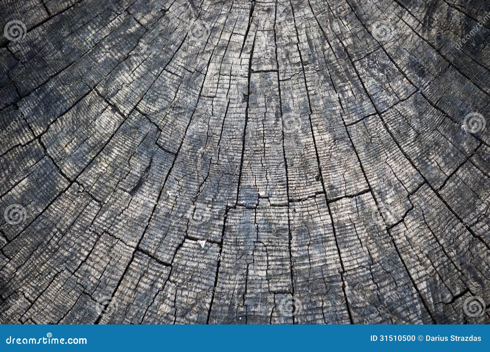 Rings in Old Dried Tree Stump Stock Photo - Image of fissured, nature ...