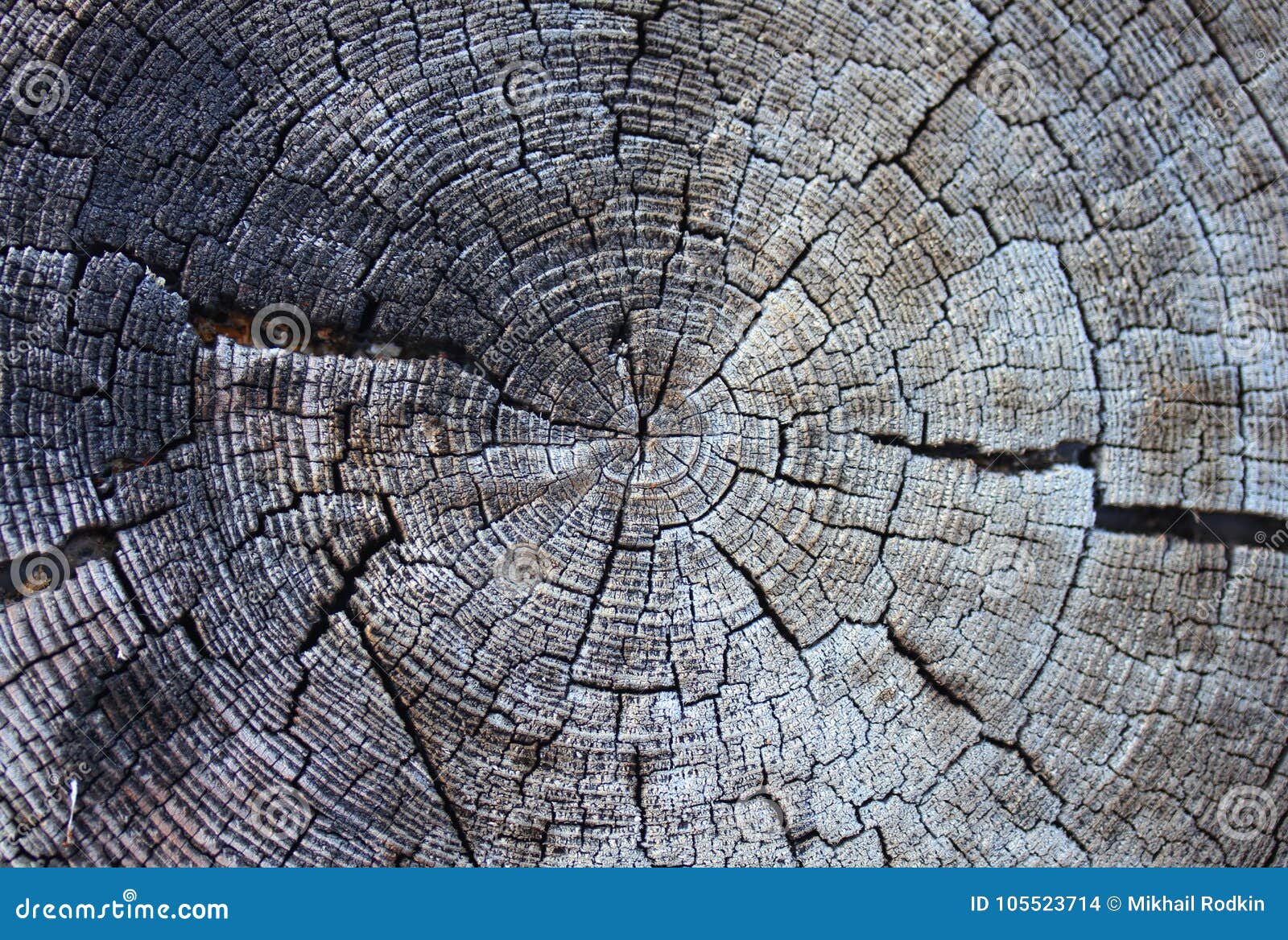 The rings of an old tree stock photo. Image of growth - 105523714
