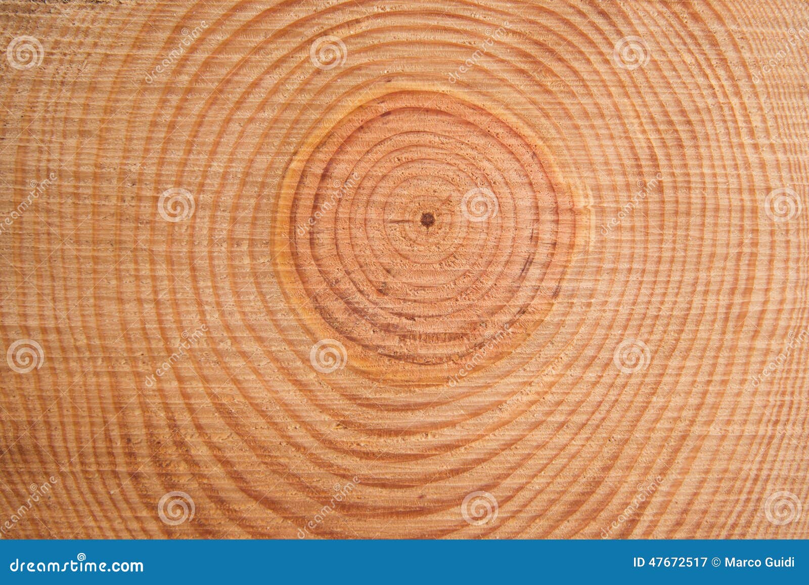 The rings of the pine tree stock image. Image of cracks - 47672517