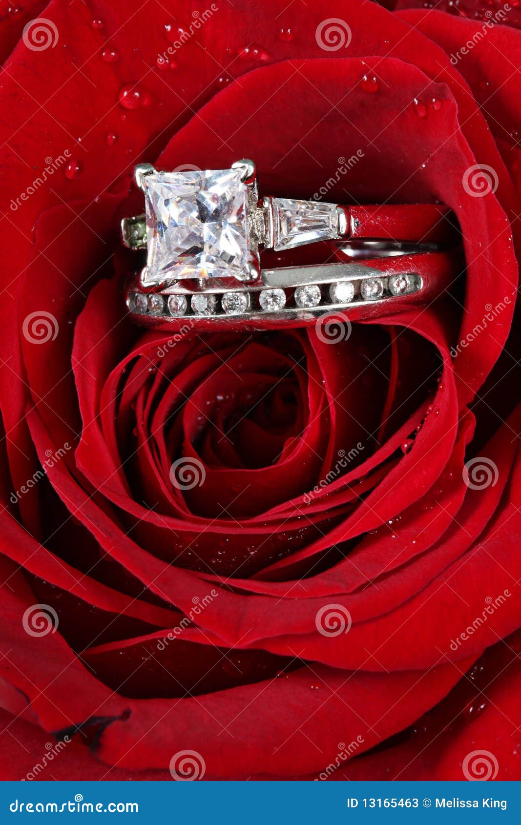 Rings in red rose petals stock image. Image of blooming - 13165463