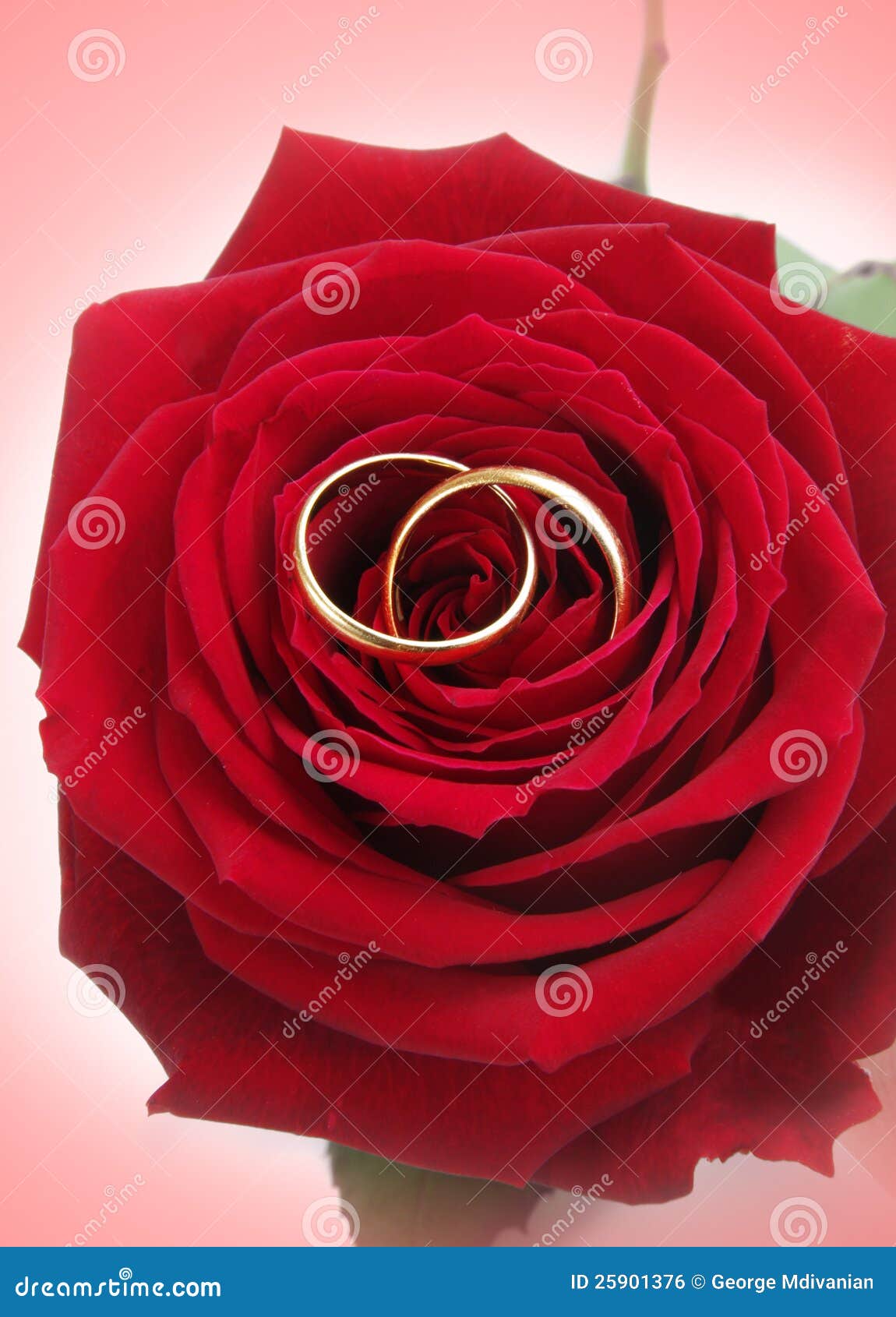 Rings with rose stock photo. Image of gift, anniversary - 25901376