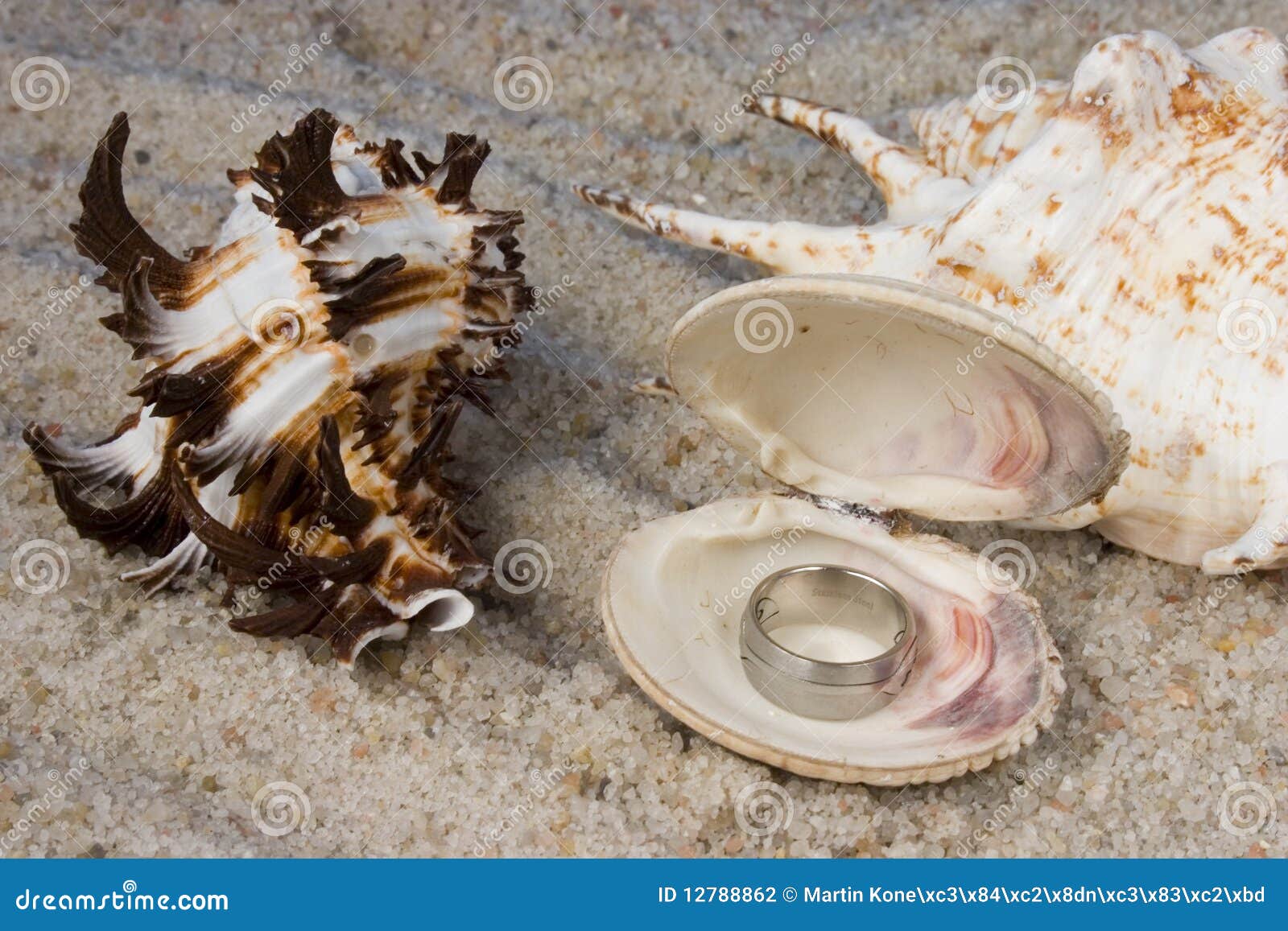 Rings in Seashell stock photo. Image of background, marry - 12788862