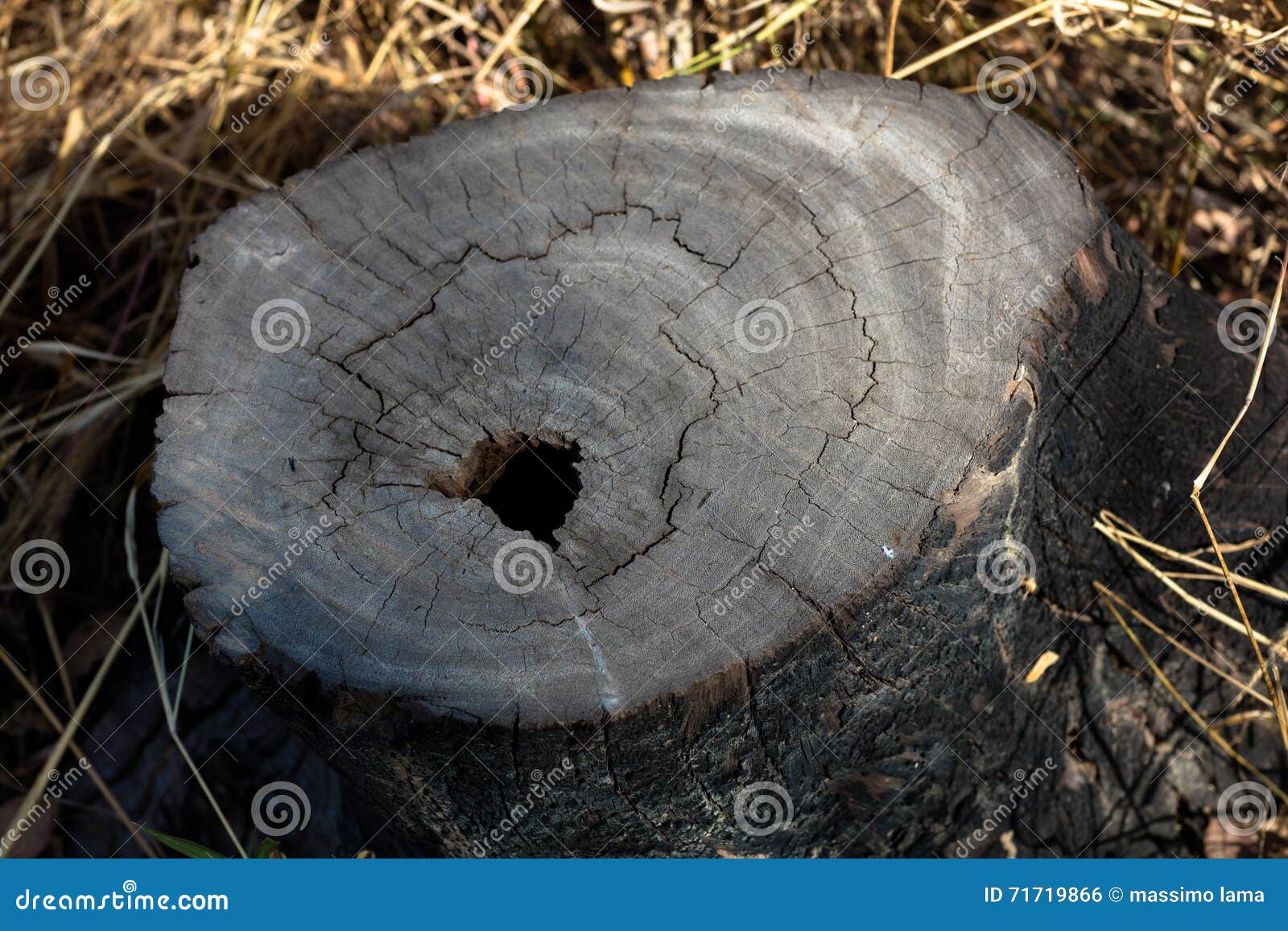 The rings of the tree. stock photo. Image of nature, cracked - 71719866