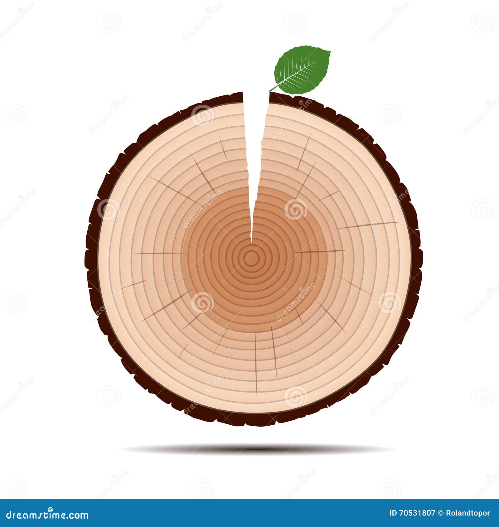 Rings of Tree and Green Leaf. Color Vector Illustration. Stock ...