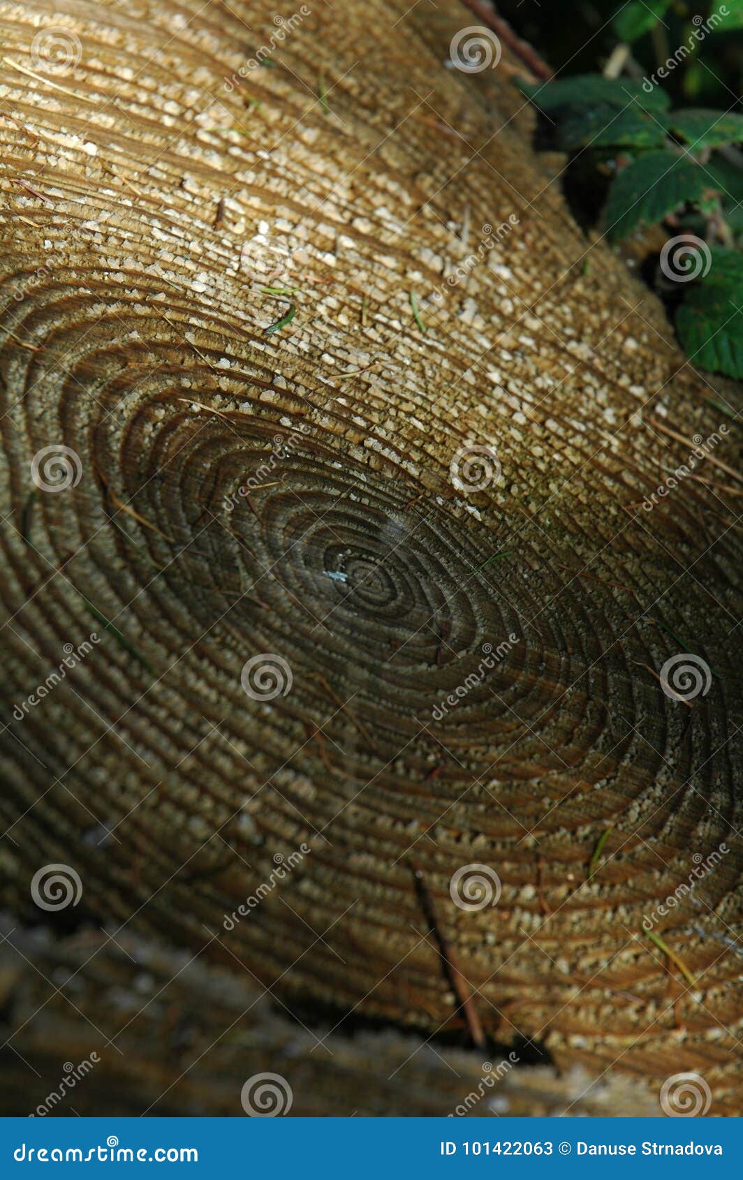 Rings on a tree stump stock image. Image of forest, stump - 101422063