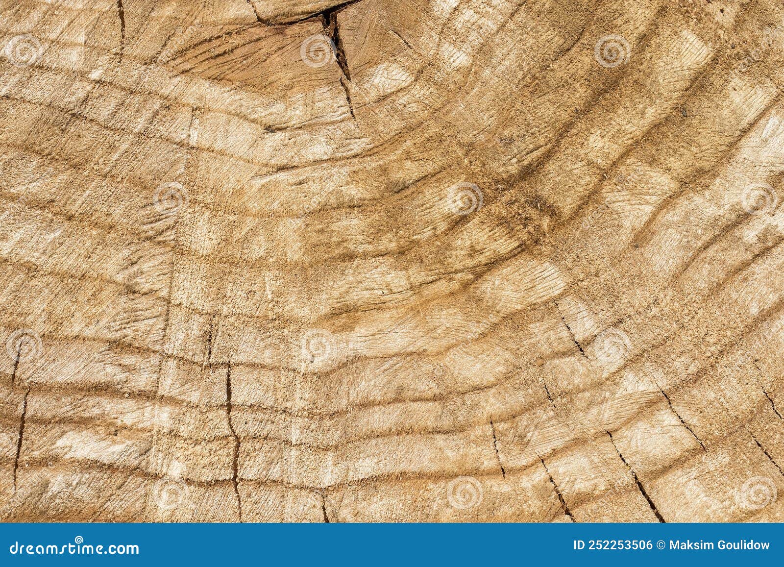Rings of a Tree, the Texture of a Sawn Tree Trunk Stock Photo - Image ...